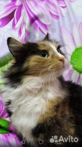 Очень красивая добрая трехцветная кошка Маруся