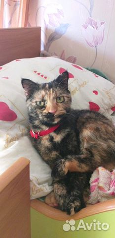 Отдам кошку