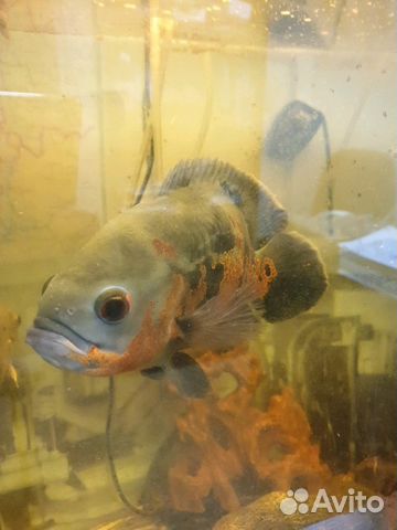 Рыба астранотус