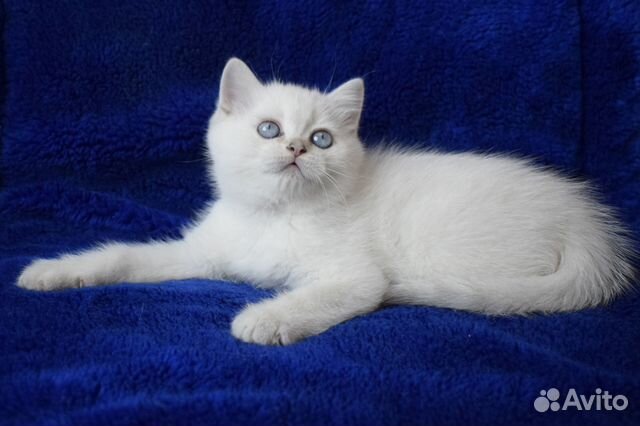 Шиншилловые котята из питомника