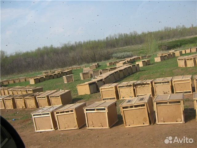Качественные Пчелопакеты Карпатской породы