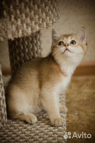 Шотландские коята