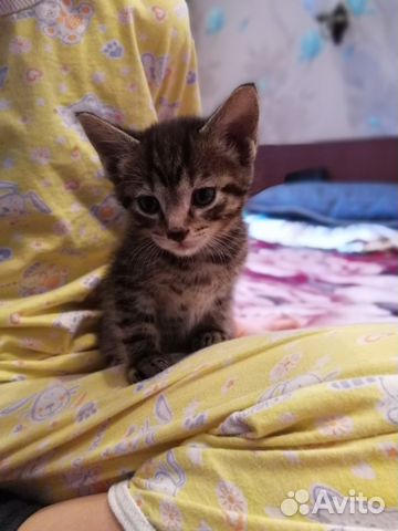 Отдам котика