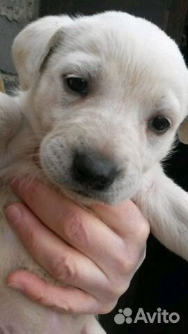 Отдам щенка