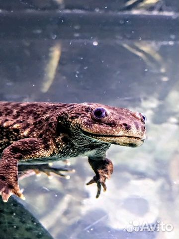 Тритончики