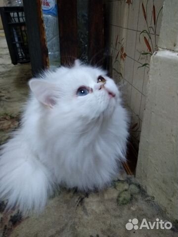 Продам кошечку в добрые руки