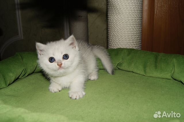Кот серебряная шиншилла
