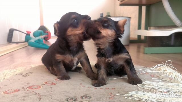 Продам щенков йоркширского терьера (мини)