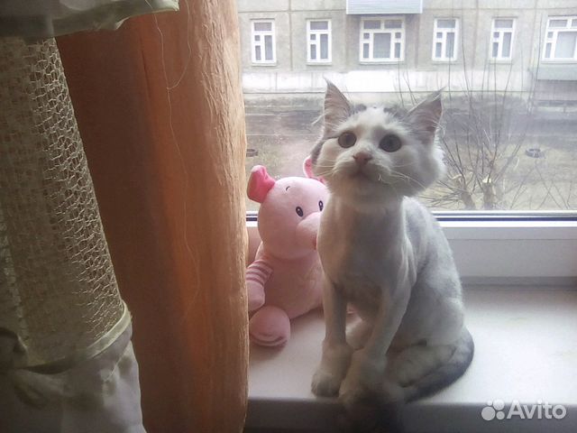 Котик в добрые руки
