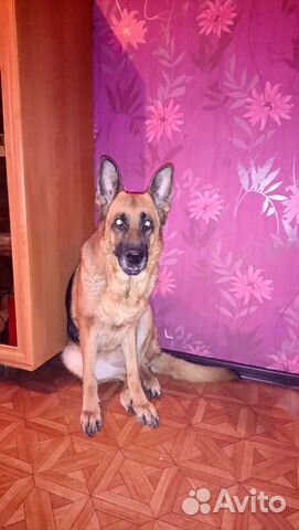 Отдам немку