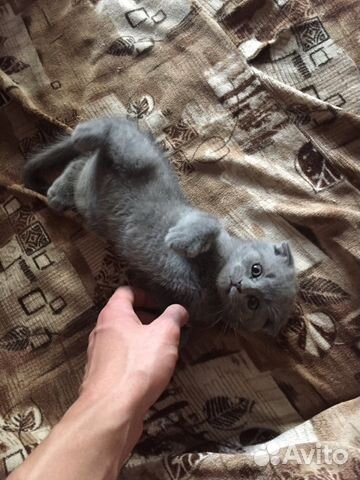 Отдадим 2-х Шотландских вислоухих котят