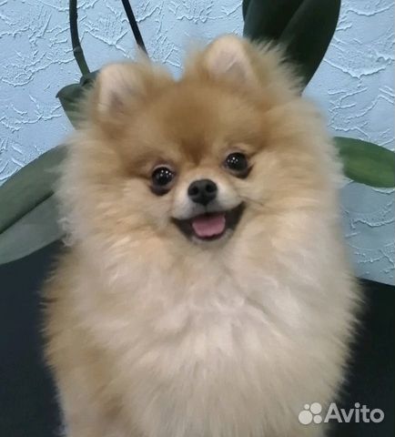 Милашка улыбашка, чьё же я счастье и радость