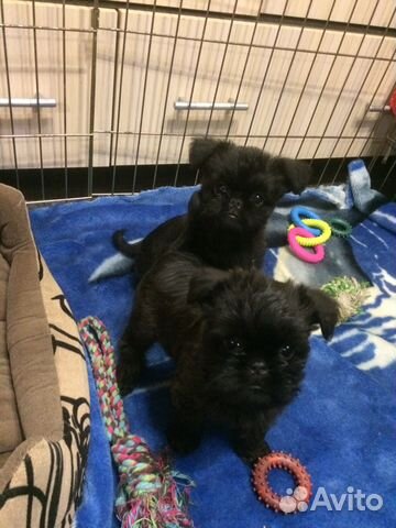 Бельгийский гриффон