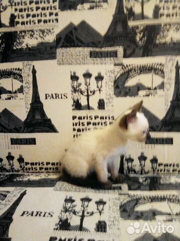 Кот, мальчик,таец+сиам. лоток+