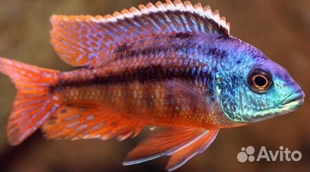 Рыбки аквариумные