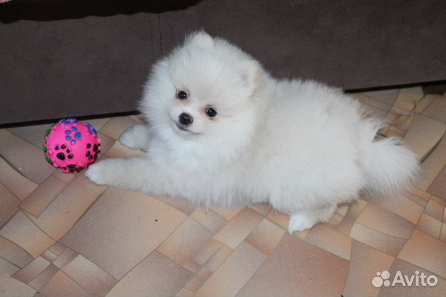 Девочка щпиц