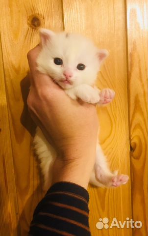 Белый котёнок девочка