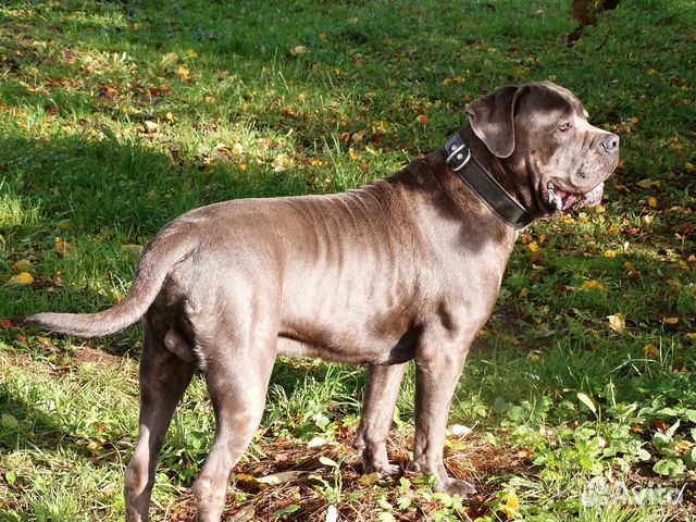 Взрослый мощный кобель в частный дом