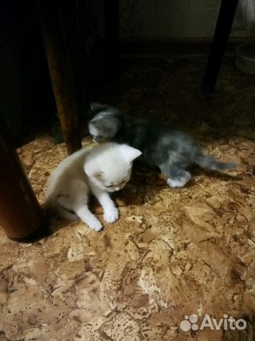 Продам котят британцев