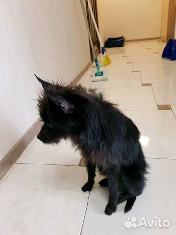 Маленький чертенок