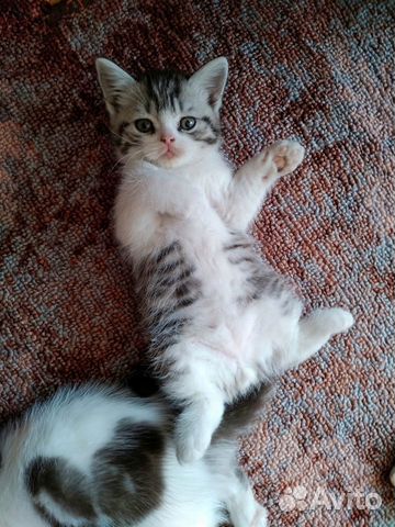 Шотландские котята