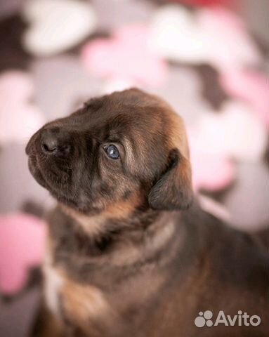 Ксолоитцкуинтли в шерсти, щенок