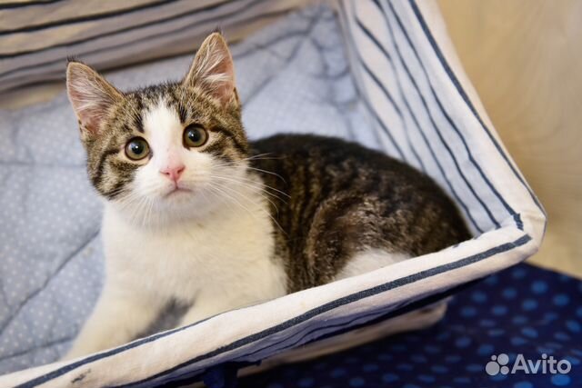 Котенок Флис ищет дом