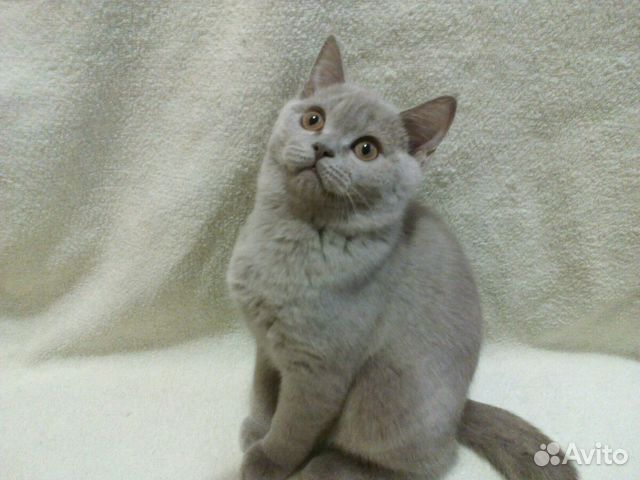 Шотландский прямоухий кот