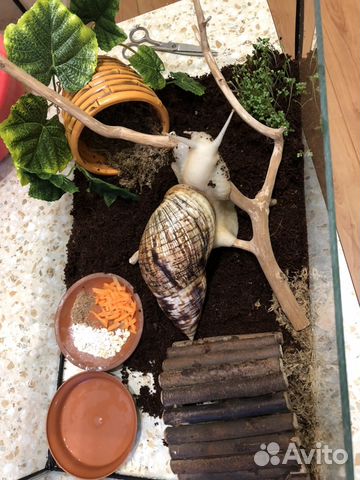 Улитка африканская