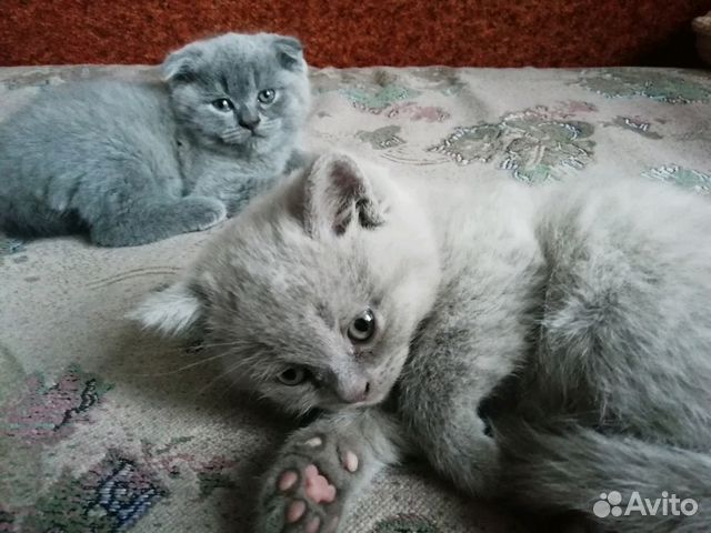 Котята от шотландский вислоухой