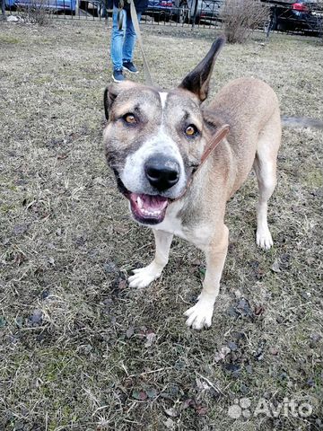 Лорд ищет дом