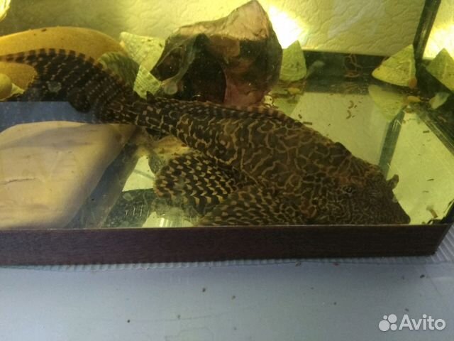 Сомик в аквариум