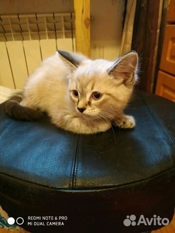 Отдам котика