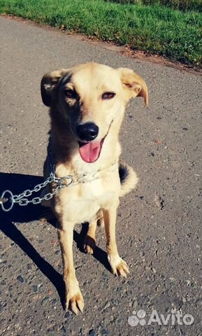 Собака в добрые руки