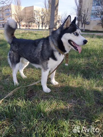 Красавец мужчина ищет подружку для приятных встреч