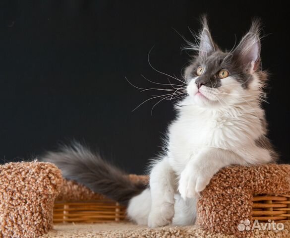 Котенок-пингвиненок