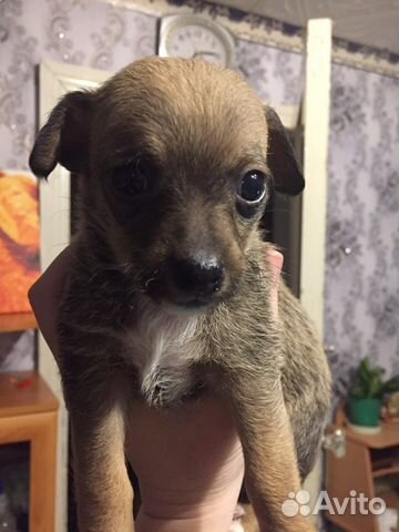 Той терьер мини вислоухий