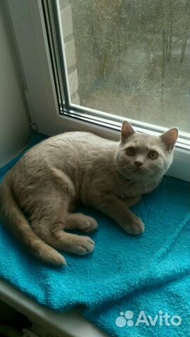 Британская кошечка окраса фавн 5 мес