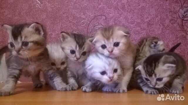 Котята