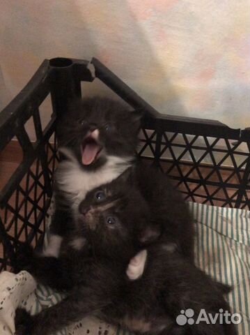 Котята