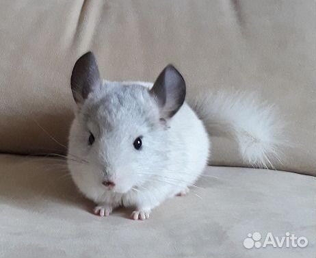 Шиншилла мальчик носитель ангора