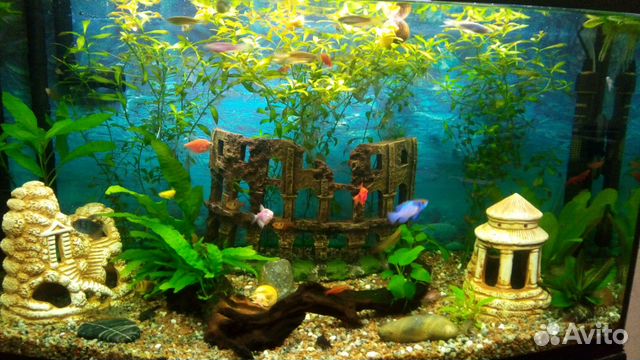 Аквариумные рыбки