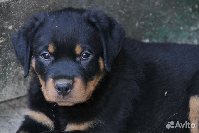 Ротвейлерята