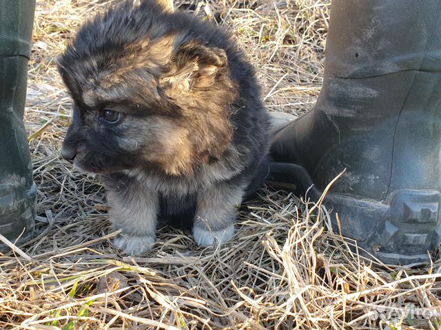 Дворняжки малыши
