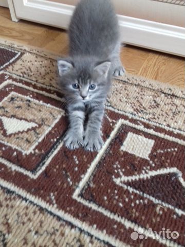 Продам миленькую кошечку 1 мес