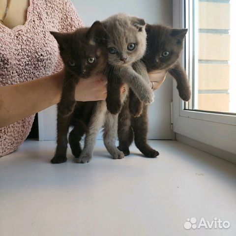 Шотландские котята