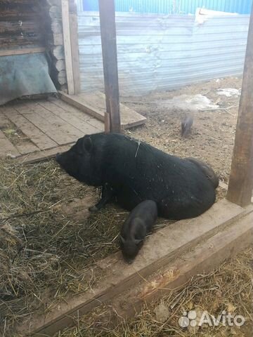 Вьетнамские вислобрюхие поросята