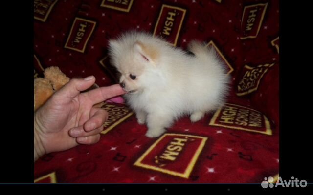 Помераночки малыши, супер мини, кремовые., и оранж