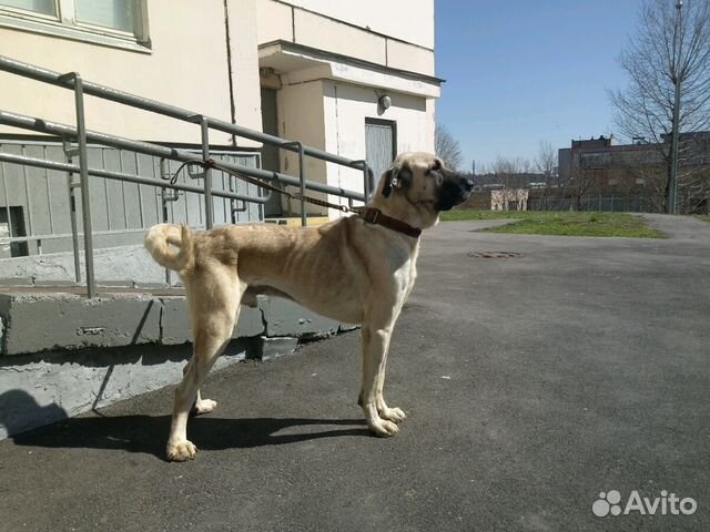 Кангал или анатолийский карабаш. Нужна помощь