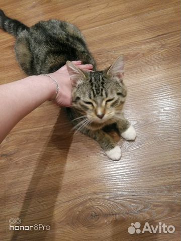 Кот Антошик в хорошие руки